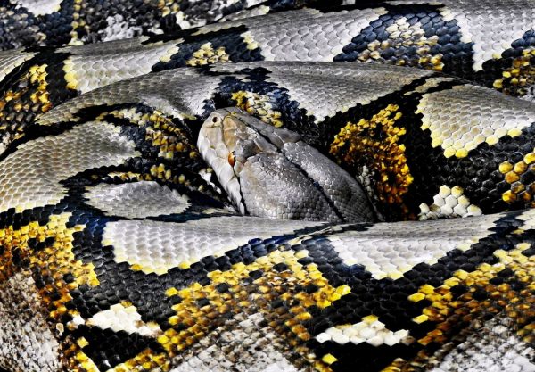 Apprendre Python Introduction Variables Types And Opérations De Base 1448